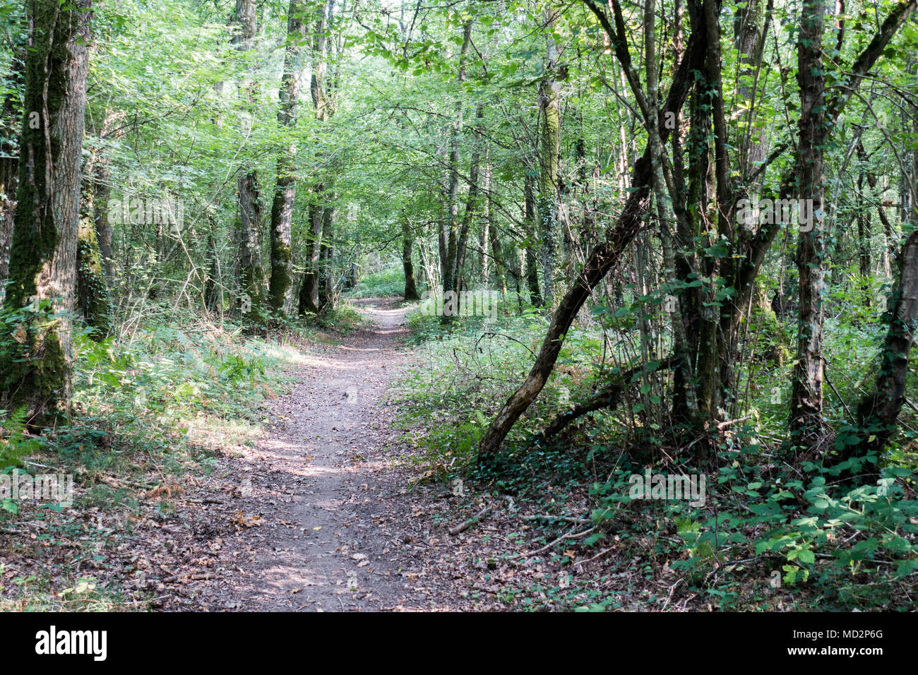 View of a path between trees in a forest, Brittany, France, Europe ...