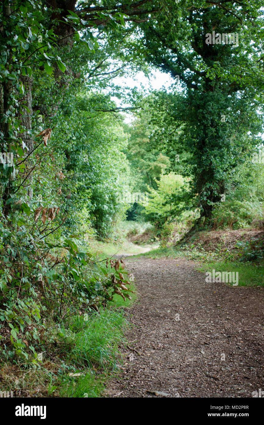Dirt road through trees in forest, Brittany, France Stock Photo - Alamy
