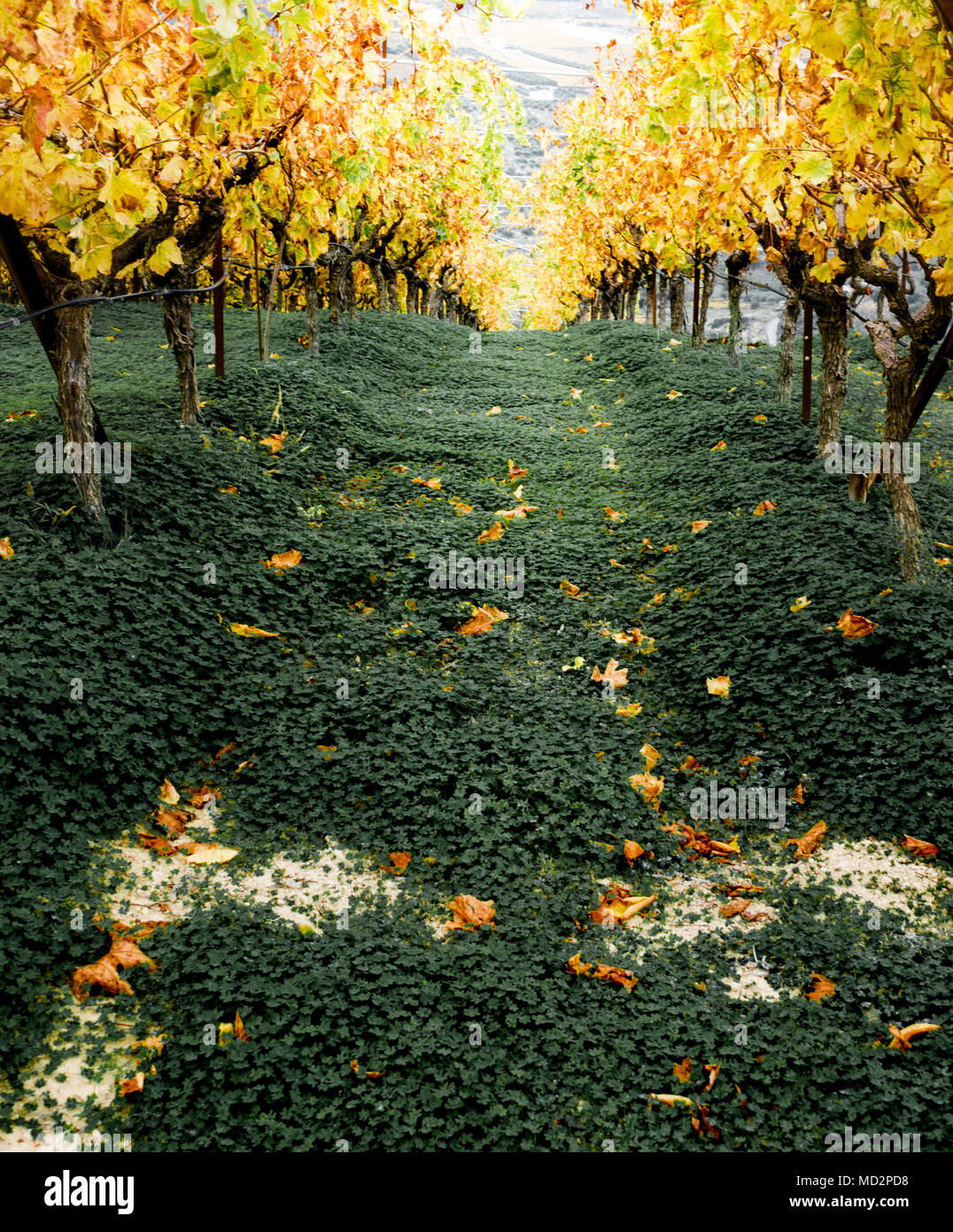 View of Maple trees in a row in autumn season, Greece Stock Photo - Alamy