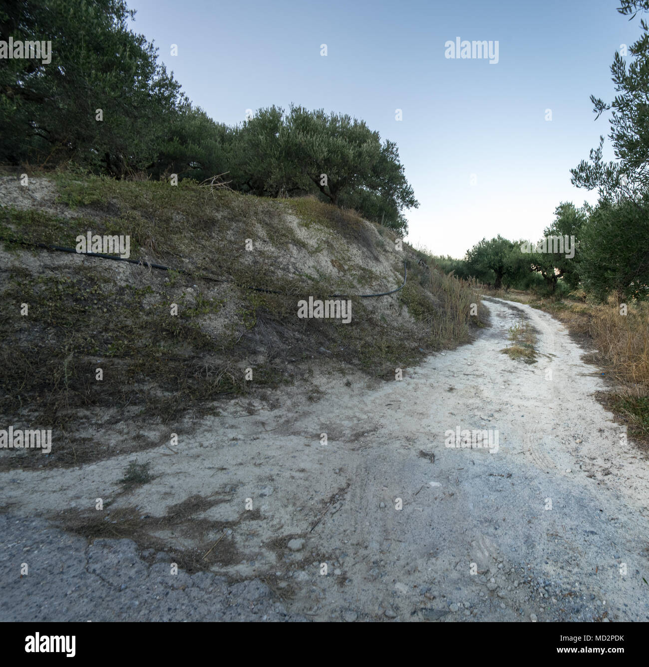 Dirt road through forest against sky, Crete, Greece Stock Photo - Alamy