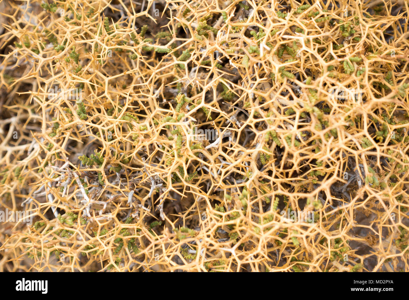 Full frame of shot of plant roots Stock Photo - Alamy