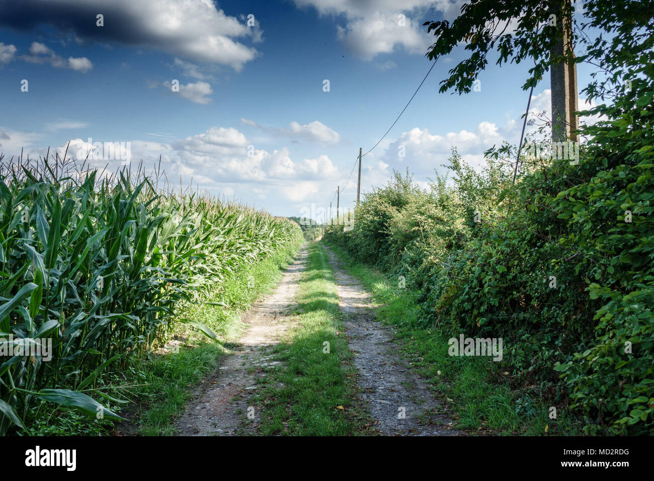 Dirt road through grass field Stock Photo - Alamy