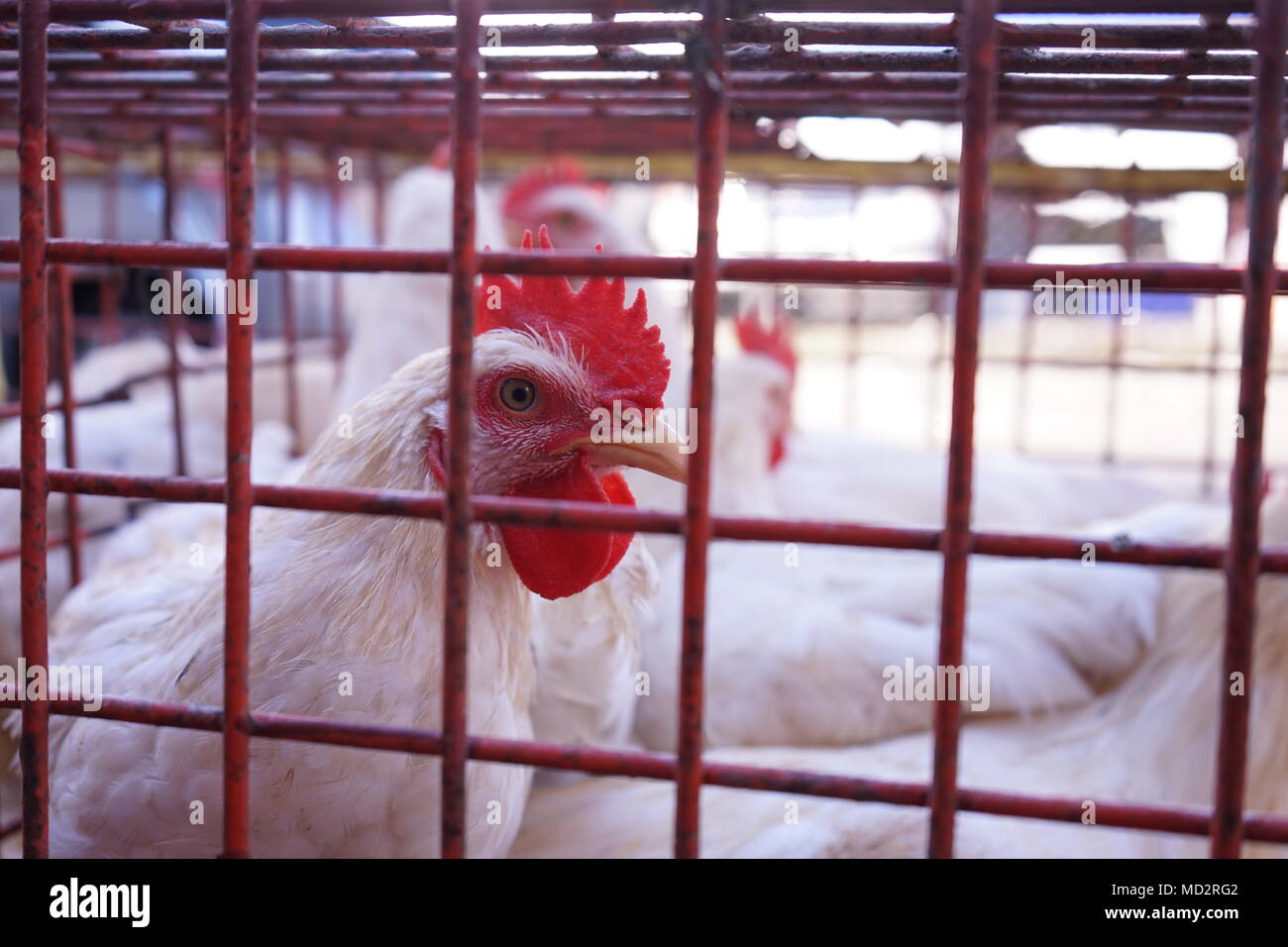 caged cockerel sold fresh for food or raising Stock Photo - Alamy