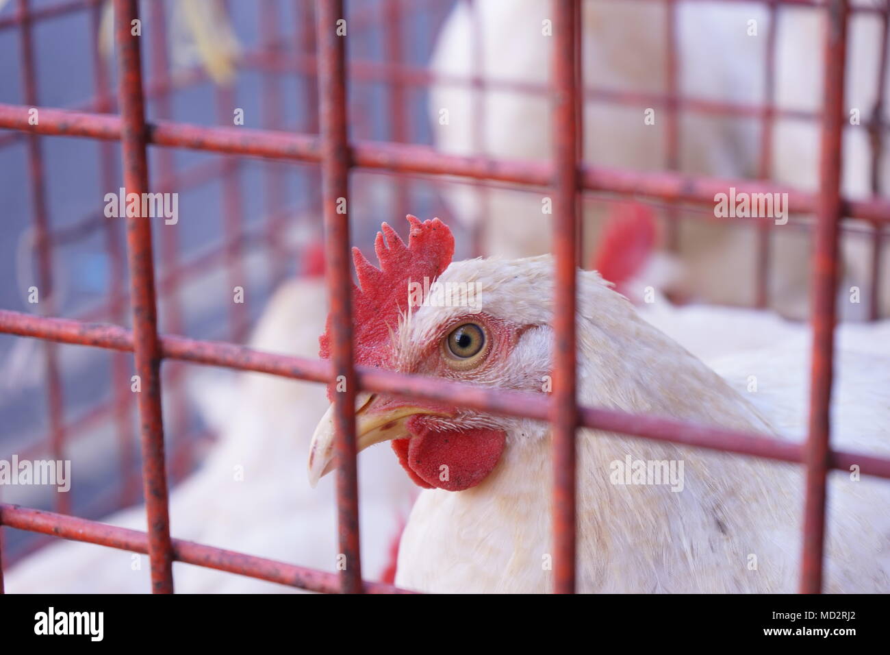 caged cockerel sold fresh for food or raising Stock Photo - Alamy