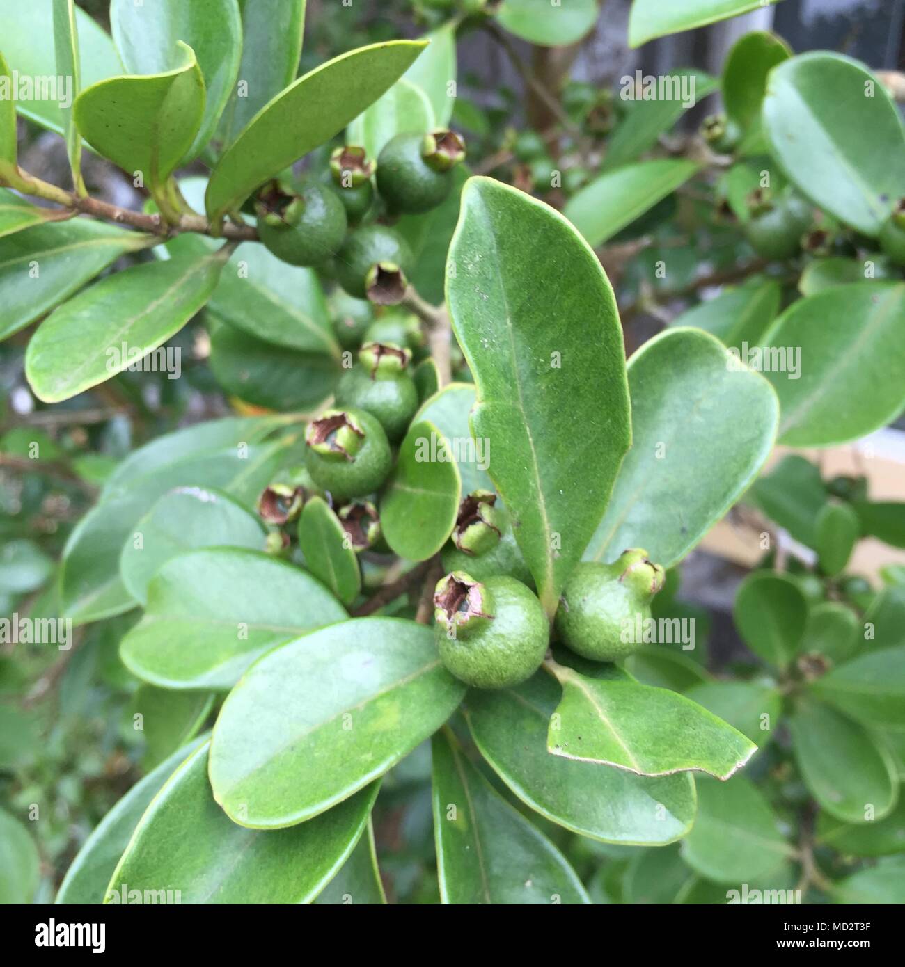 green berries and leafs on plant Stock Photo - Alamy