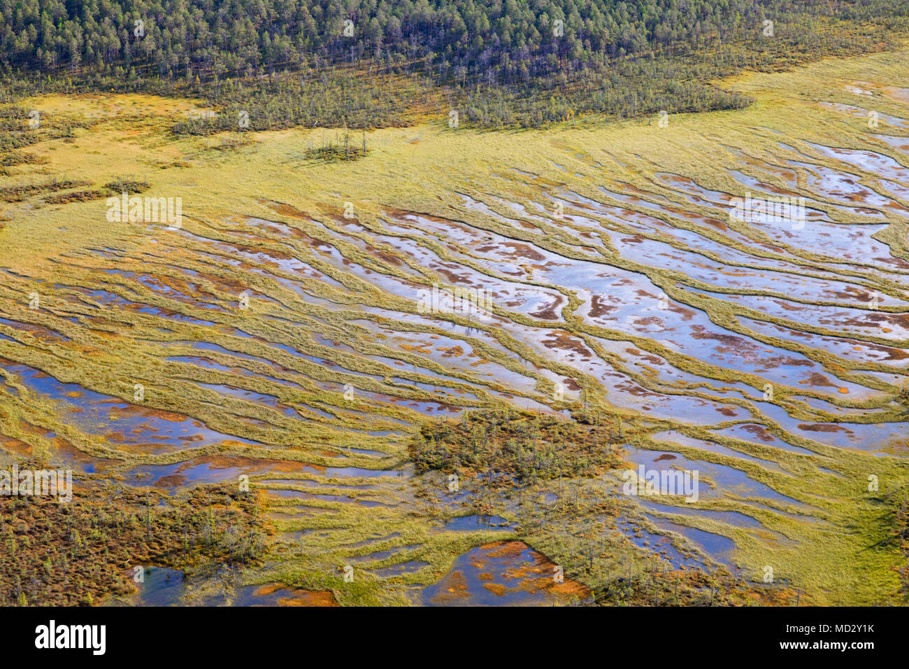 swamp, top view Stock Photo - Alamy