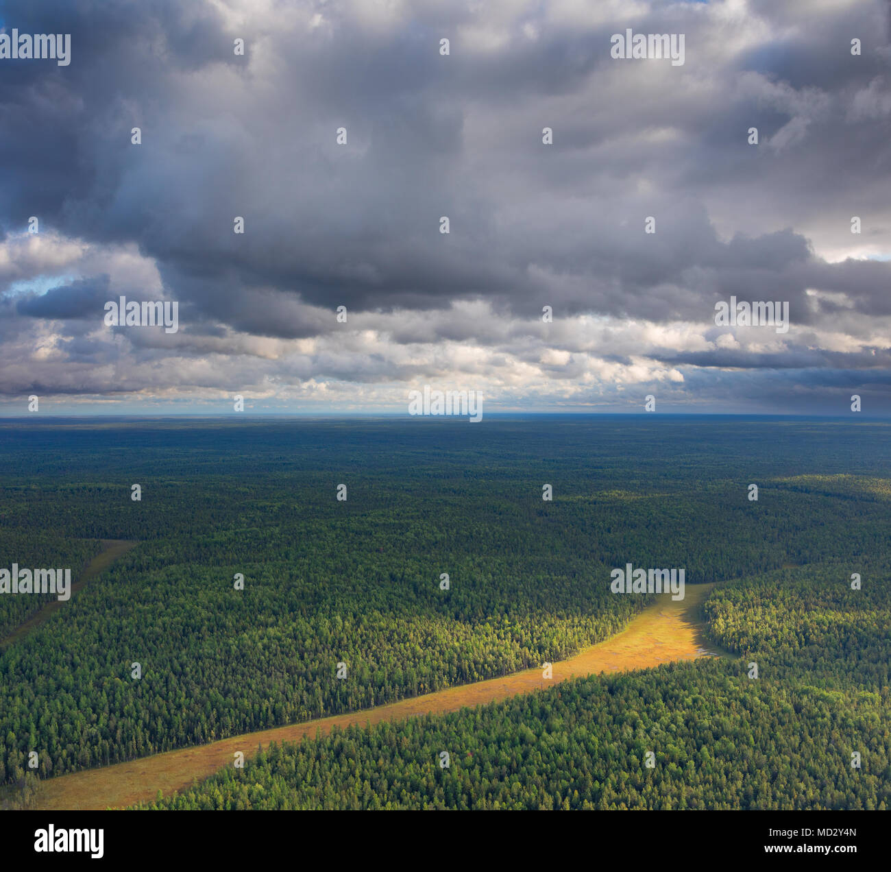 Beautiful view on calm forest hi-res stock photography and images - Alamy