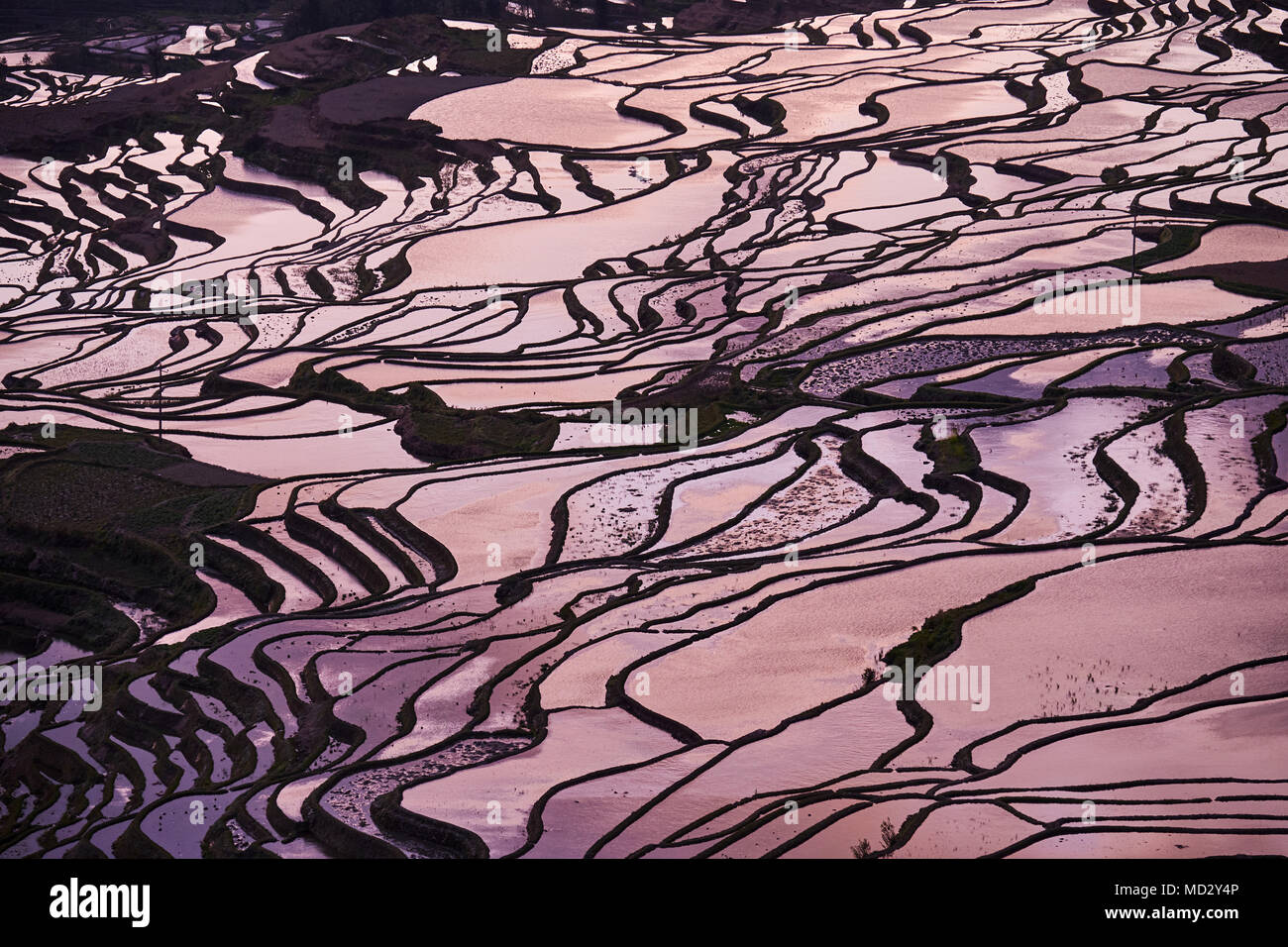 Terraced paddy fields hi-res stock photography and images - Alamy