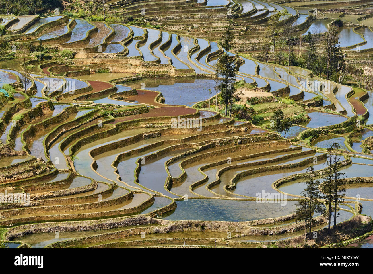 Terraced paddy fields hi-res stock photography and images - Alamy