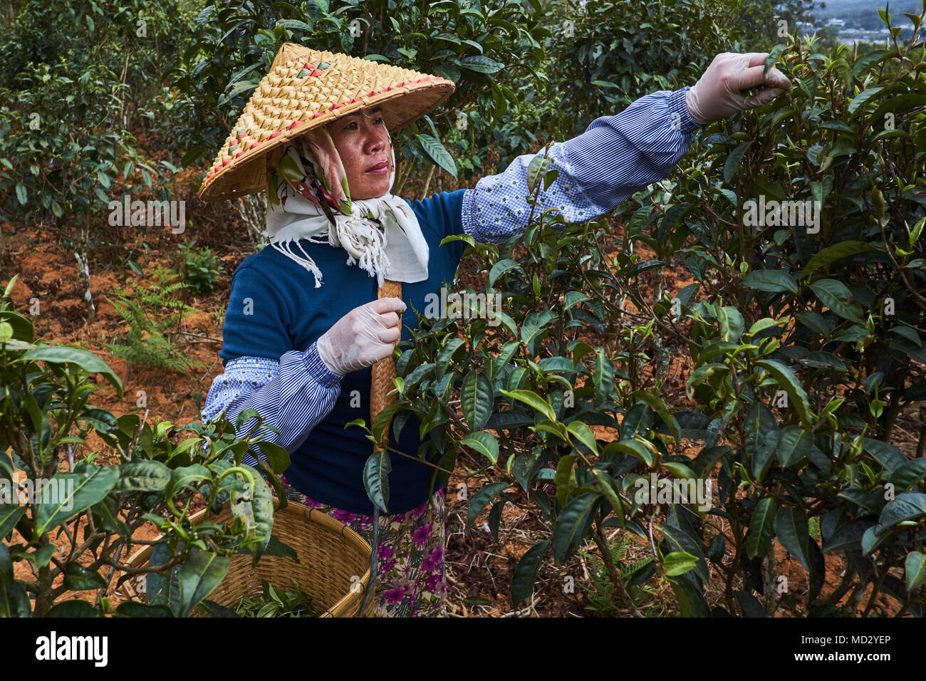 China, Yunnan, Xishuangbanna district, tea tree, tea Picker picking tea ...