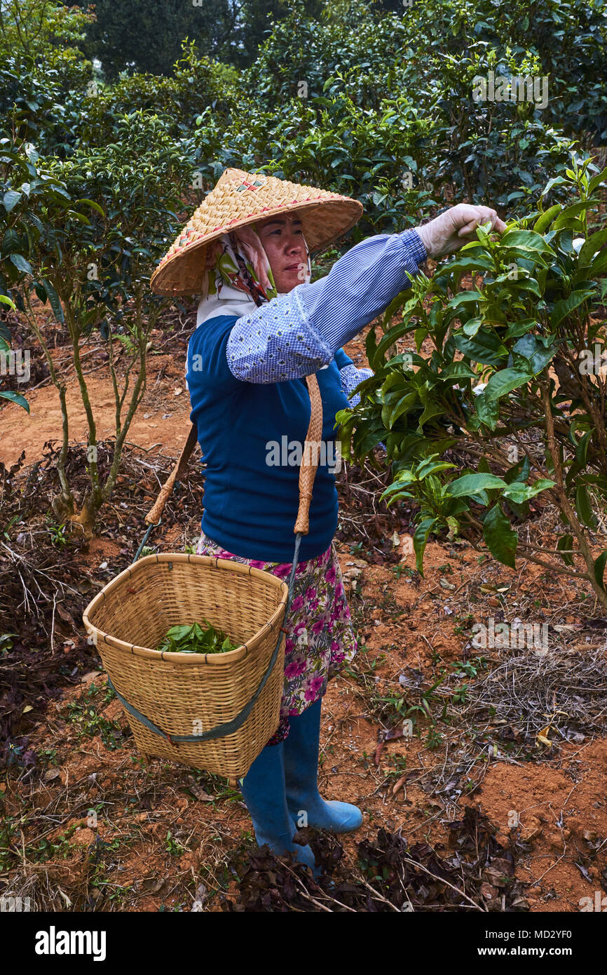 China, Yunnan, Xishuangbanna district, tea tree, tea Picker picking tea ...