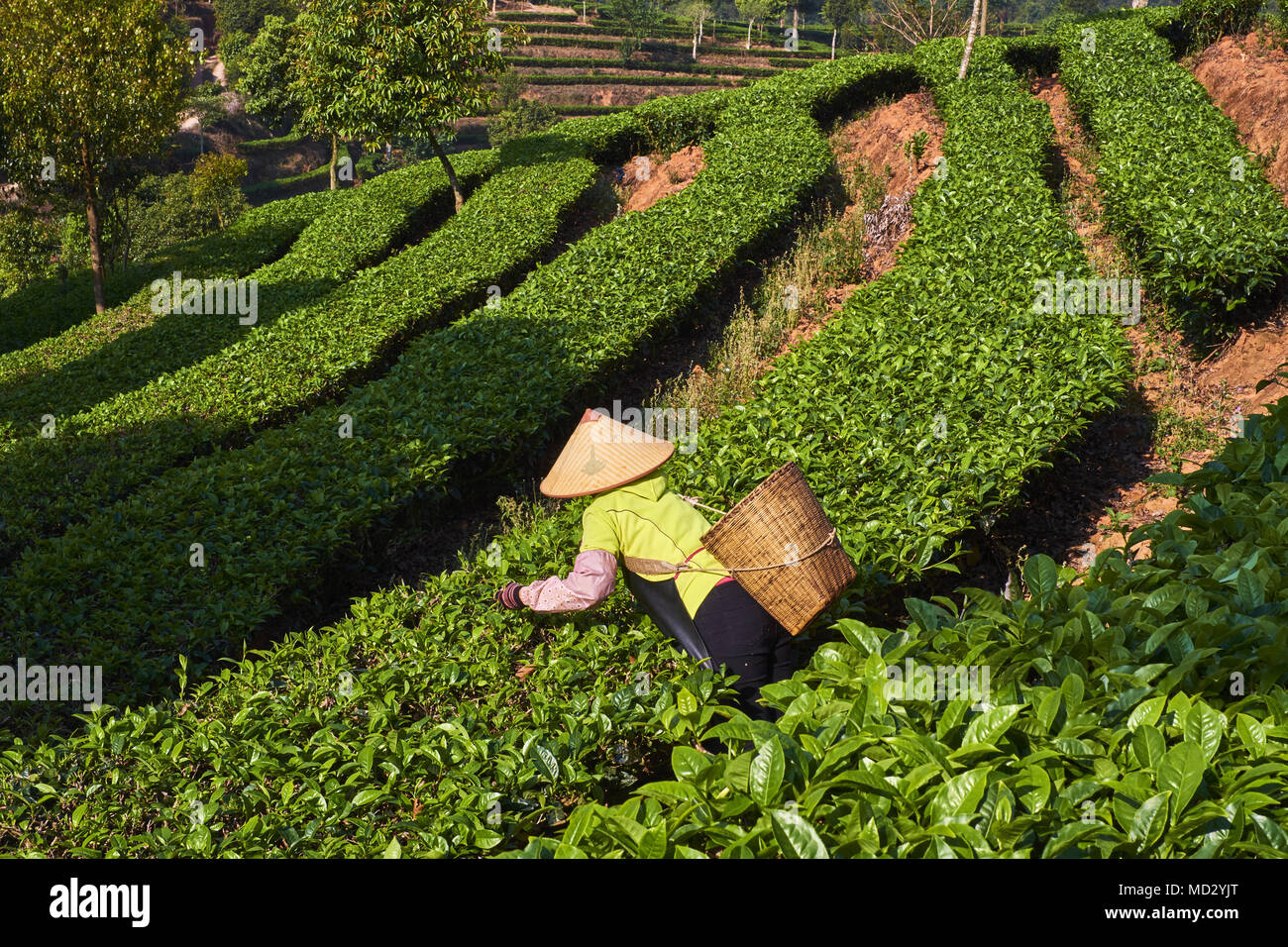 China, Yunnan, Pu'er district, tea field, tea picker picking tea leaves ...