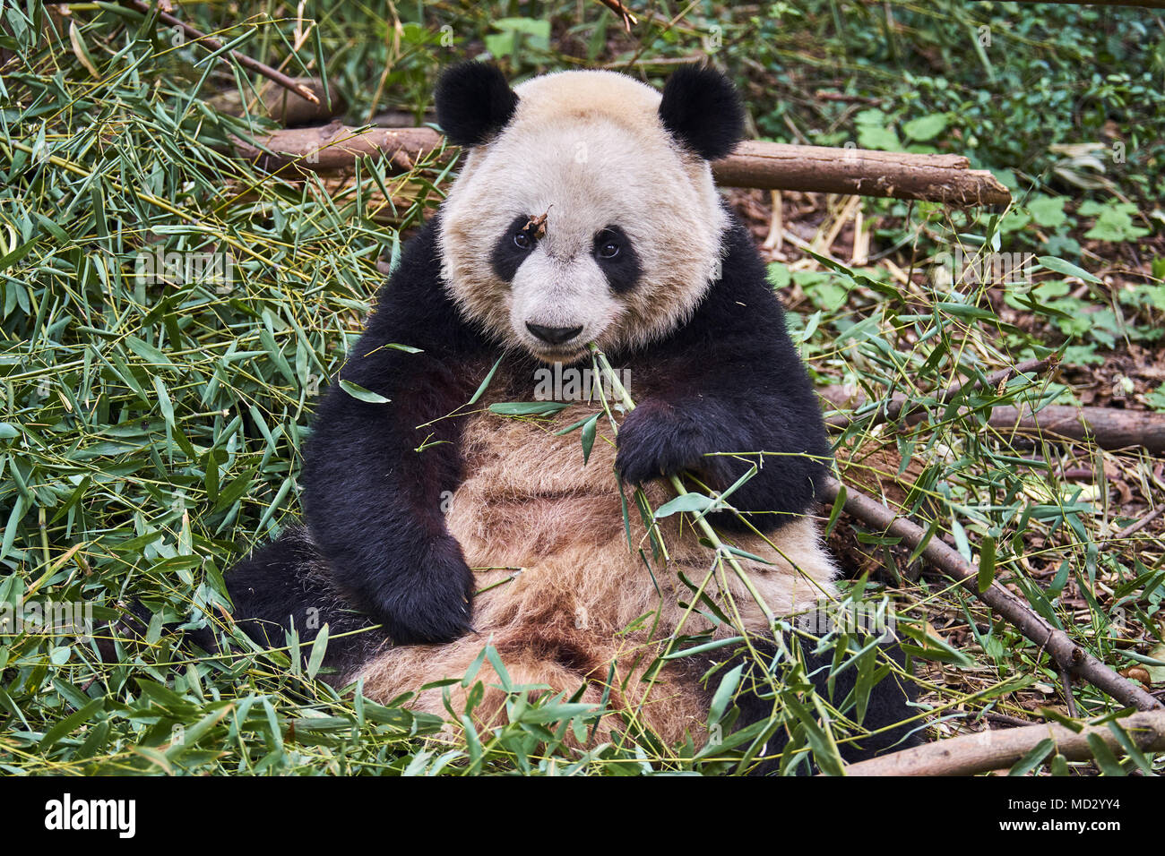 Panda breeding research center hi-res stock photography and images - Alamy