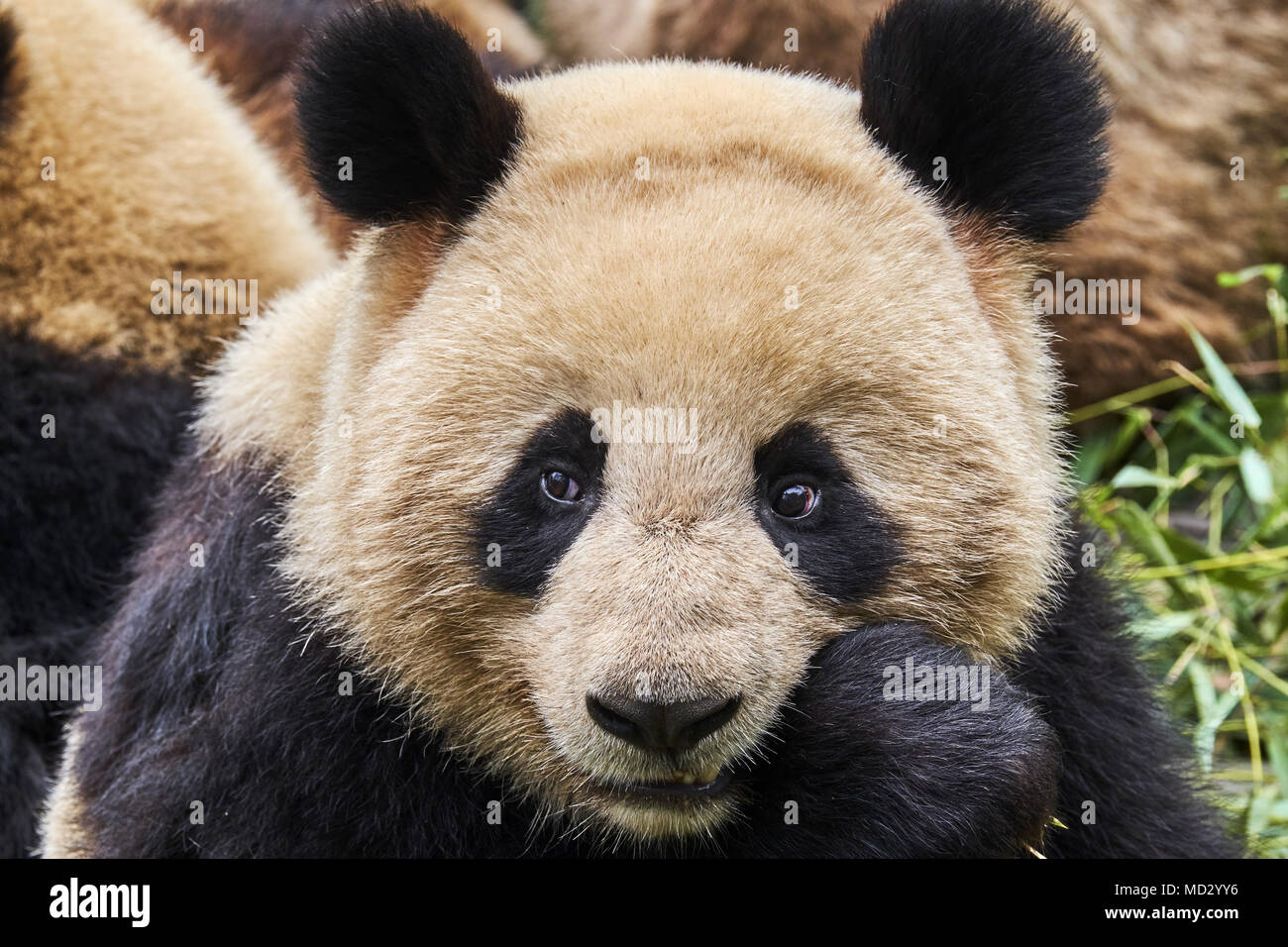 China, Sichuan province, Chengdu, Chengdu giant panda breeding research ...