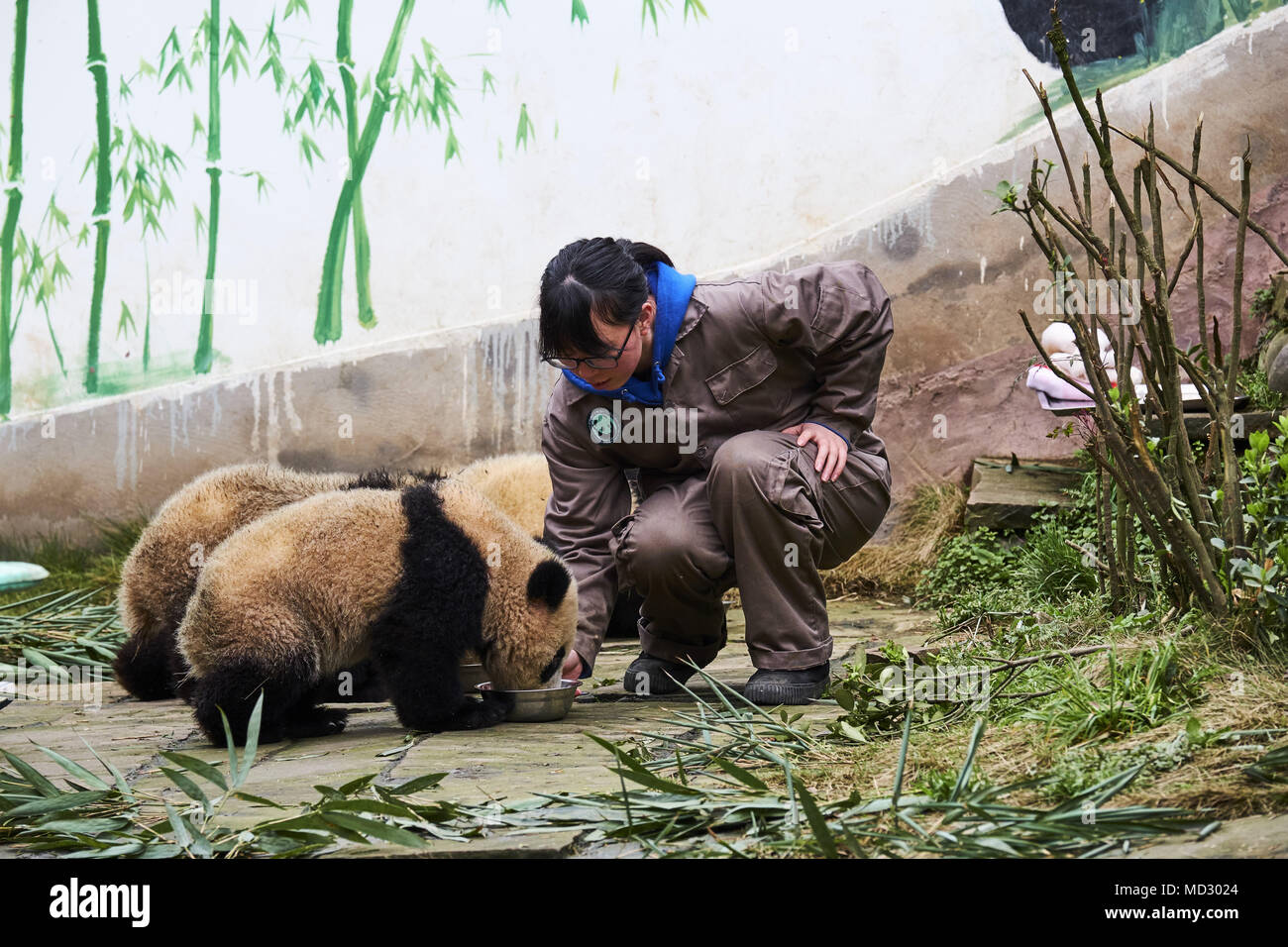 Bifengxia panda hi-res stock photography and images - Alamy