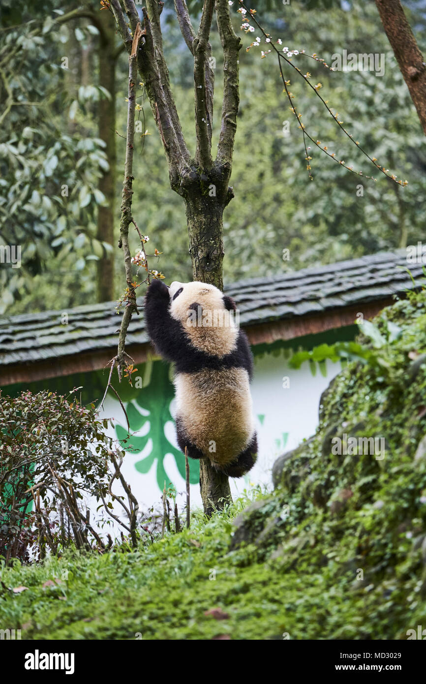 China, Sichuan province, Ya'an, Bifengxia Panda base Stock Photo - Alamy