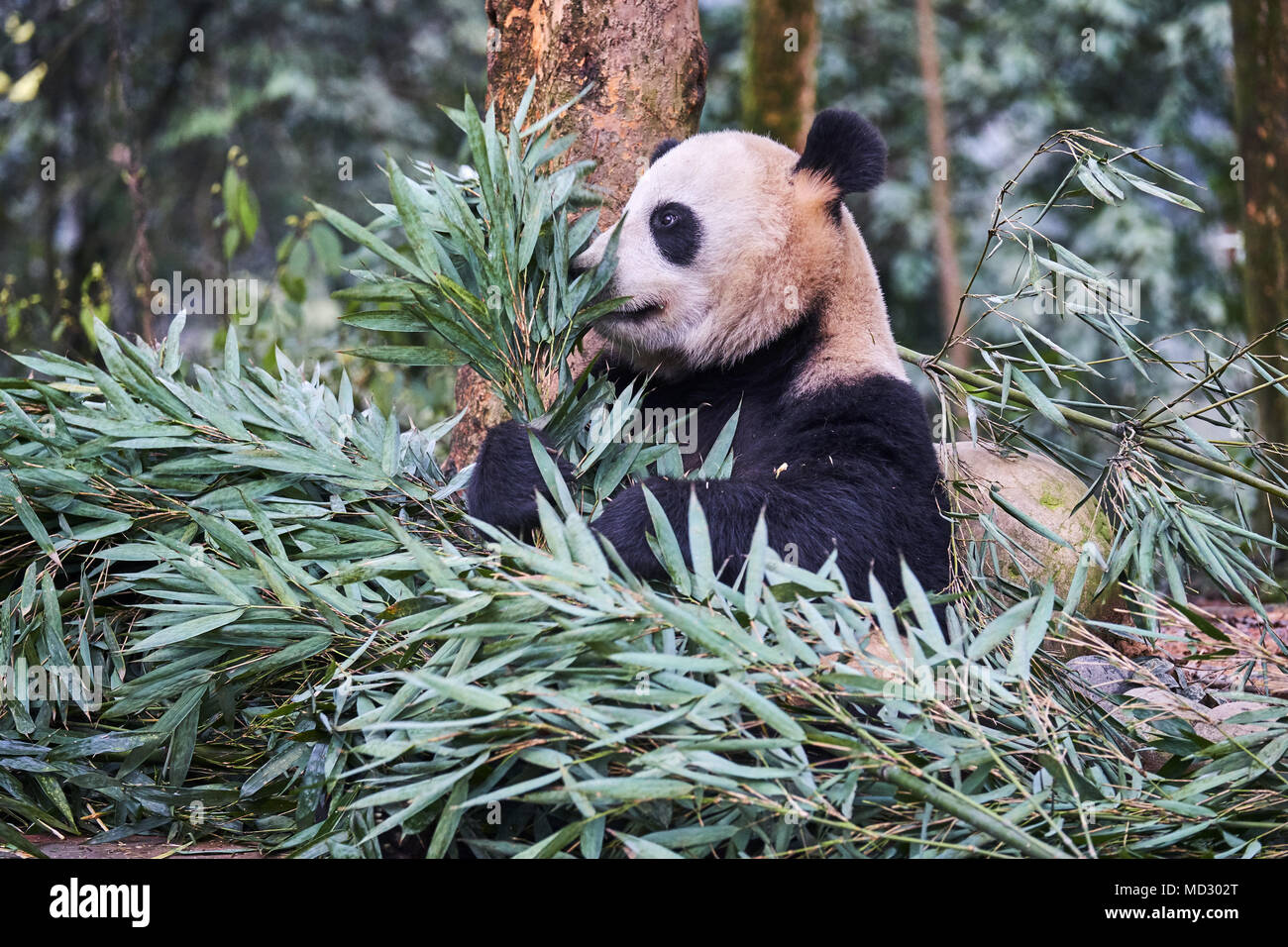 Bifengxia panda hi-res stock photography and images - Alamy