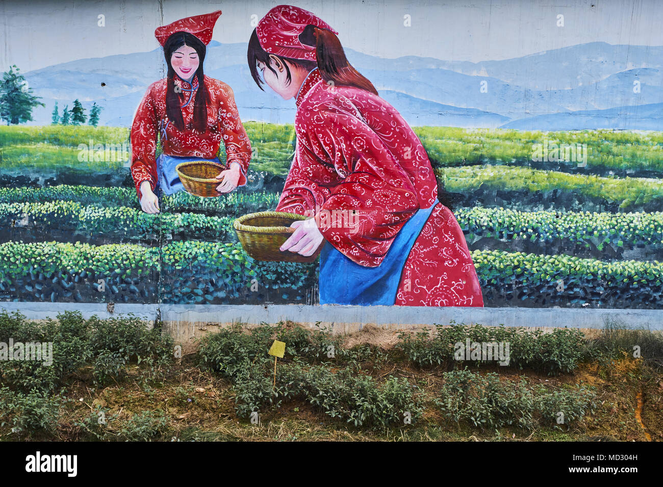 Tea plantation china painting hi-res stock photography and images - Alamy