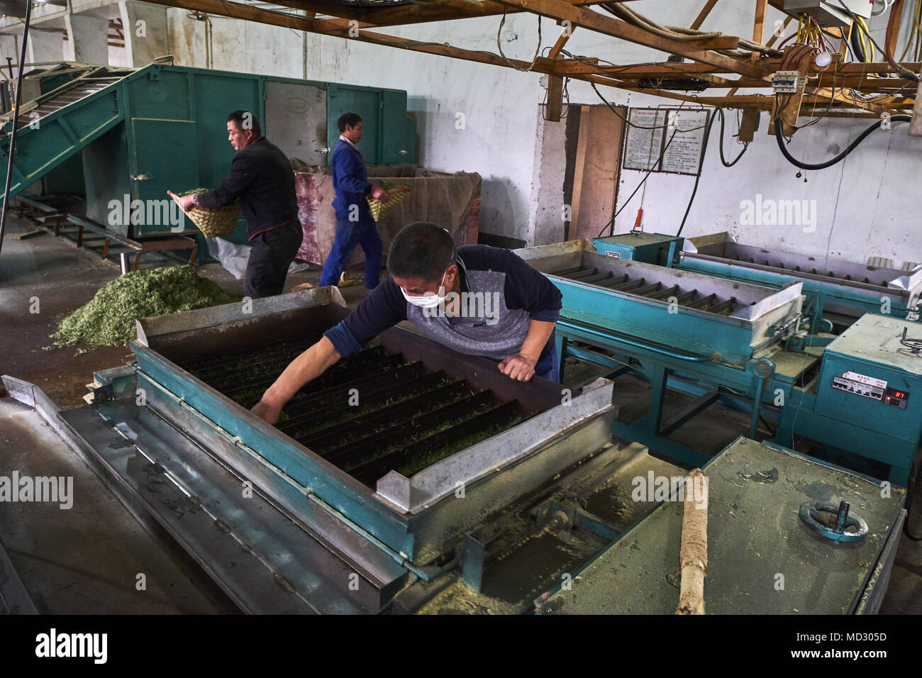 China, Sichuan province, Mingshan, tea factory Stock Photo - Alamy