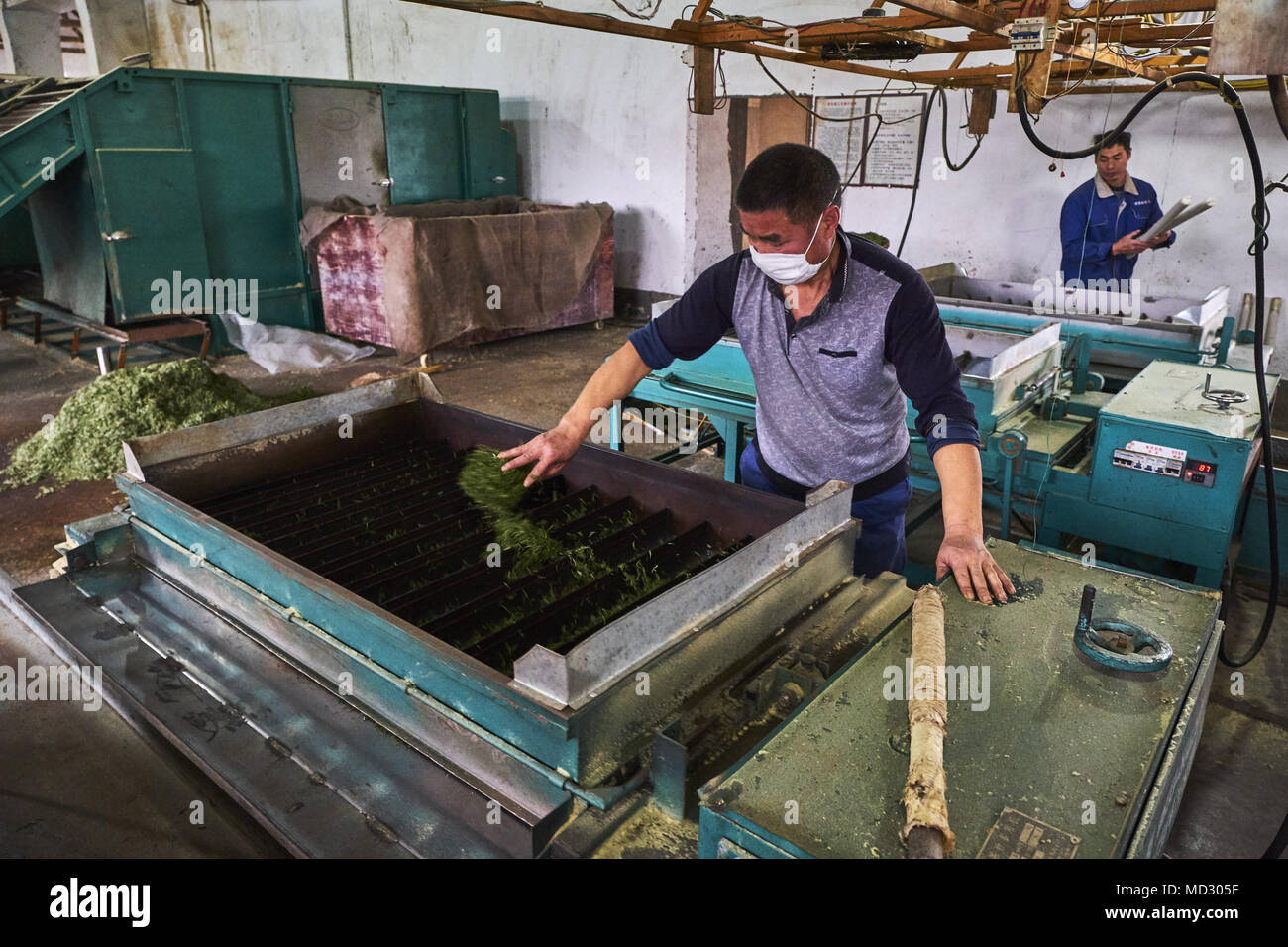 China, Sichuan province, Mingshan, tea factory Stock Photo - Alamy