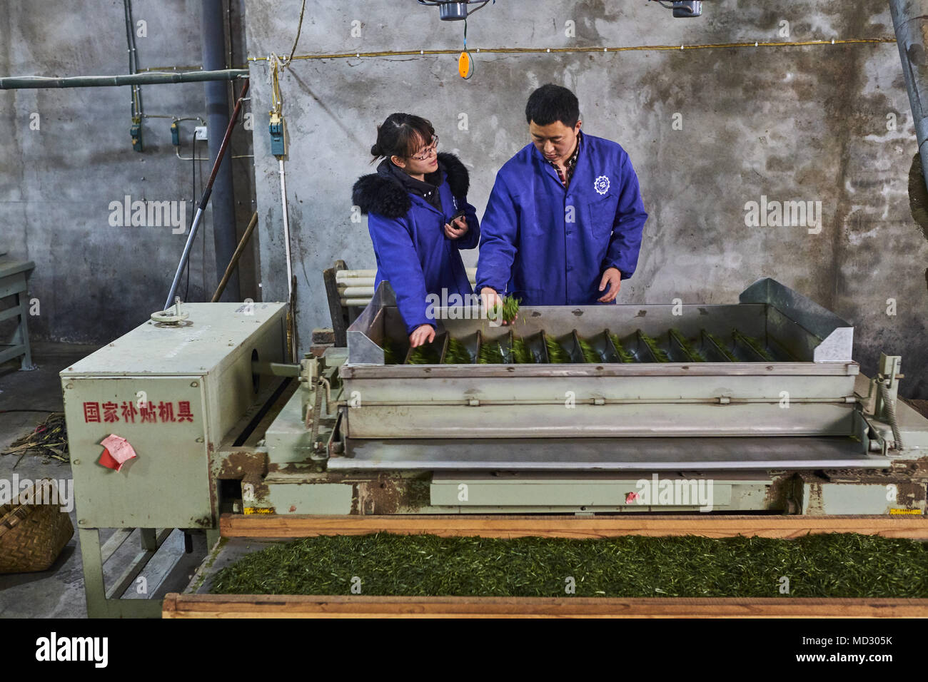 China, Sichuan province, Mingshan, tea factory Stock Photo - Alamy