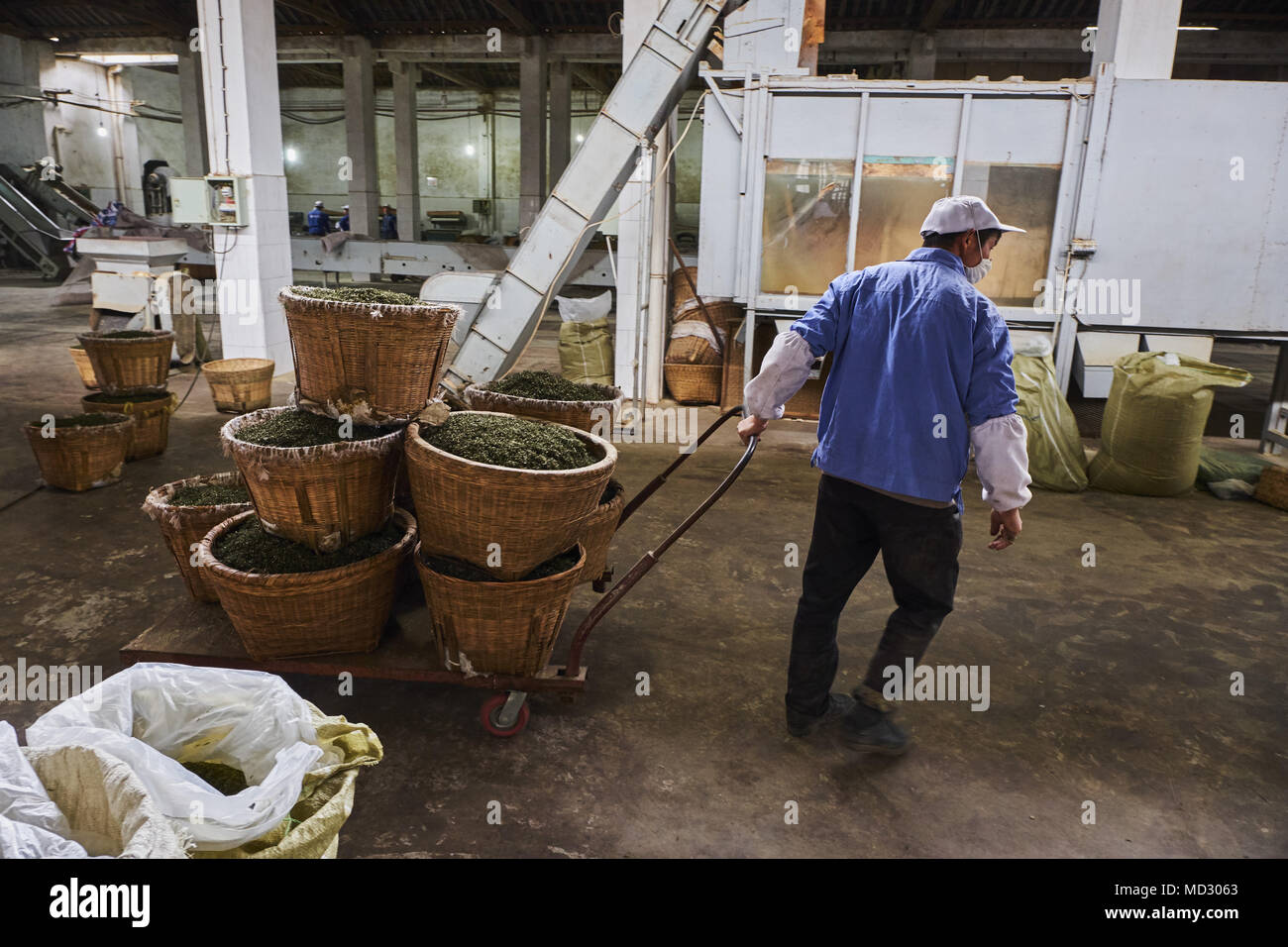 China, Sichuan province, Mingshan, tea factory Stock Photo - Alamy