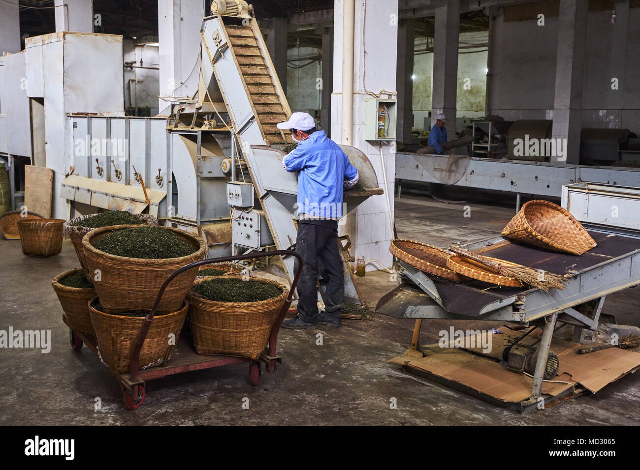 China, Sichuan province, Mingshan, tea factory Stock Photo - Alamy