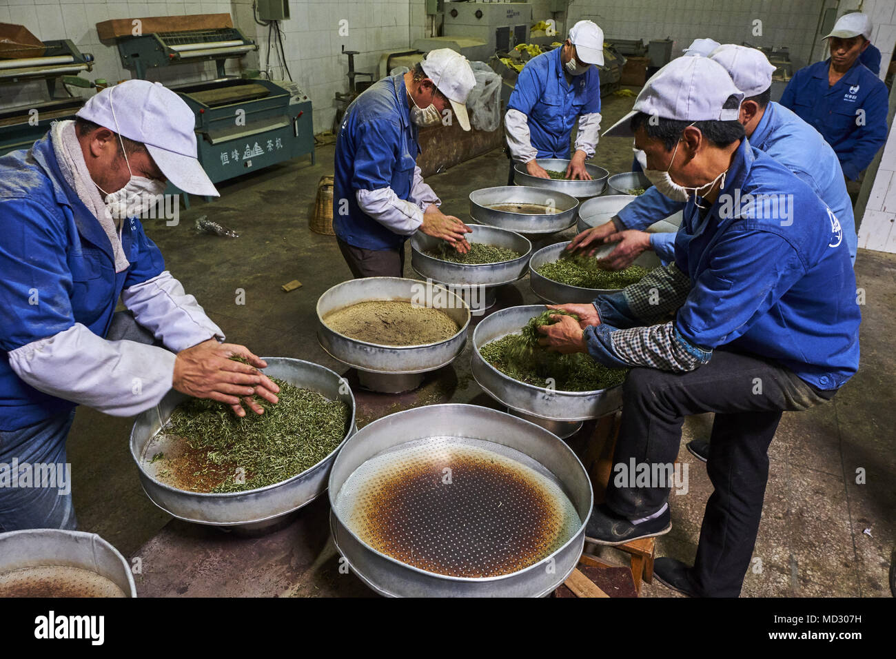 China, Sichuan province, Mingshan, tea factory Stock Photo - Alamy