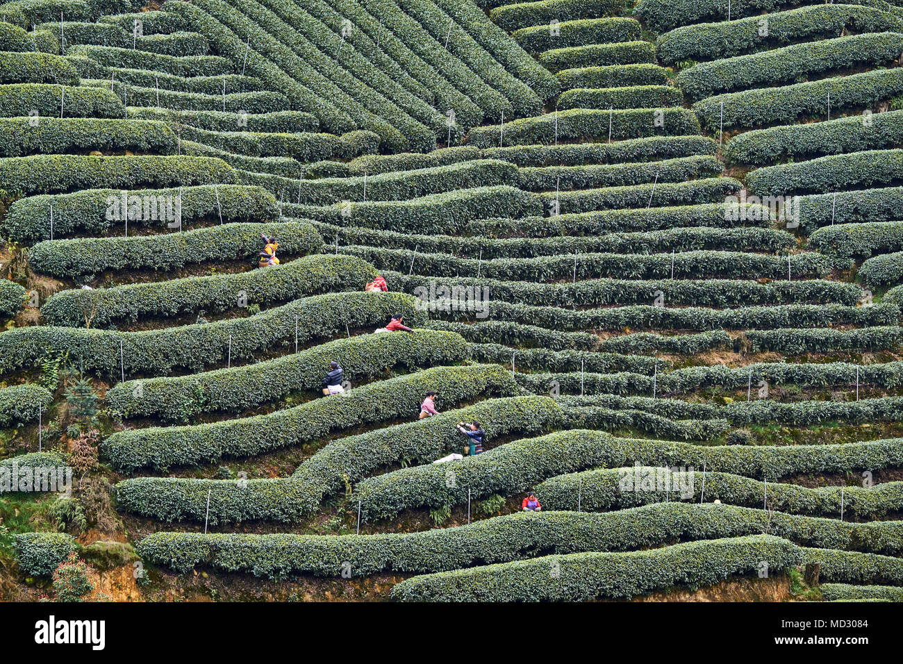 China, Sichuan province, Mingshan, statue of Wu Lizhen, tea garden, tea ...