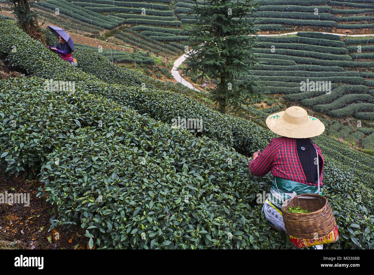 China, Sichuan province, Mingshan, statue of Wu Lizhen, tea garden, tea ...