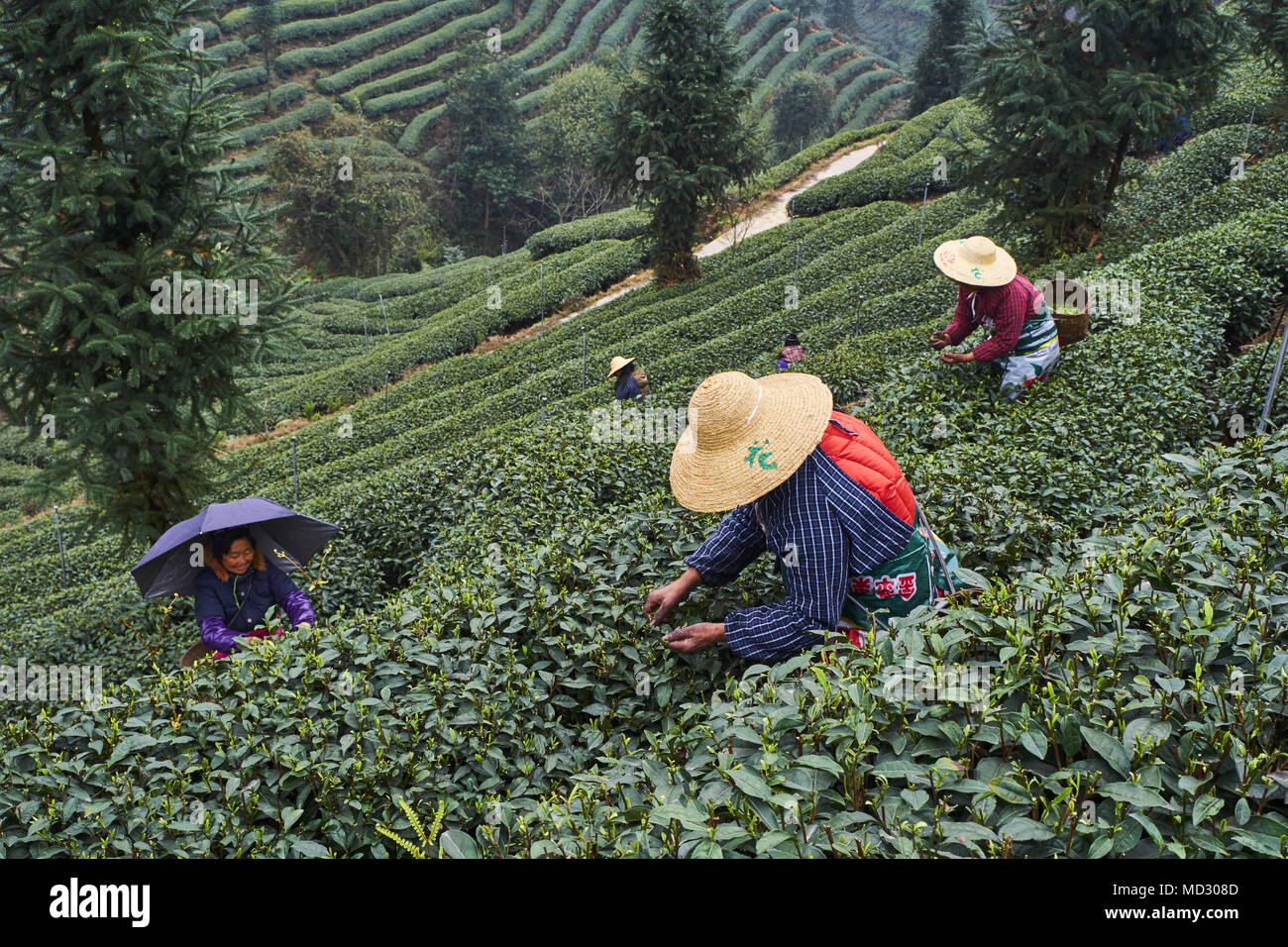 China, Sichuan province, Mingshan, statue of Wu Lizhen, tea garden, tea ...