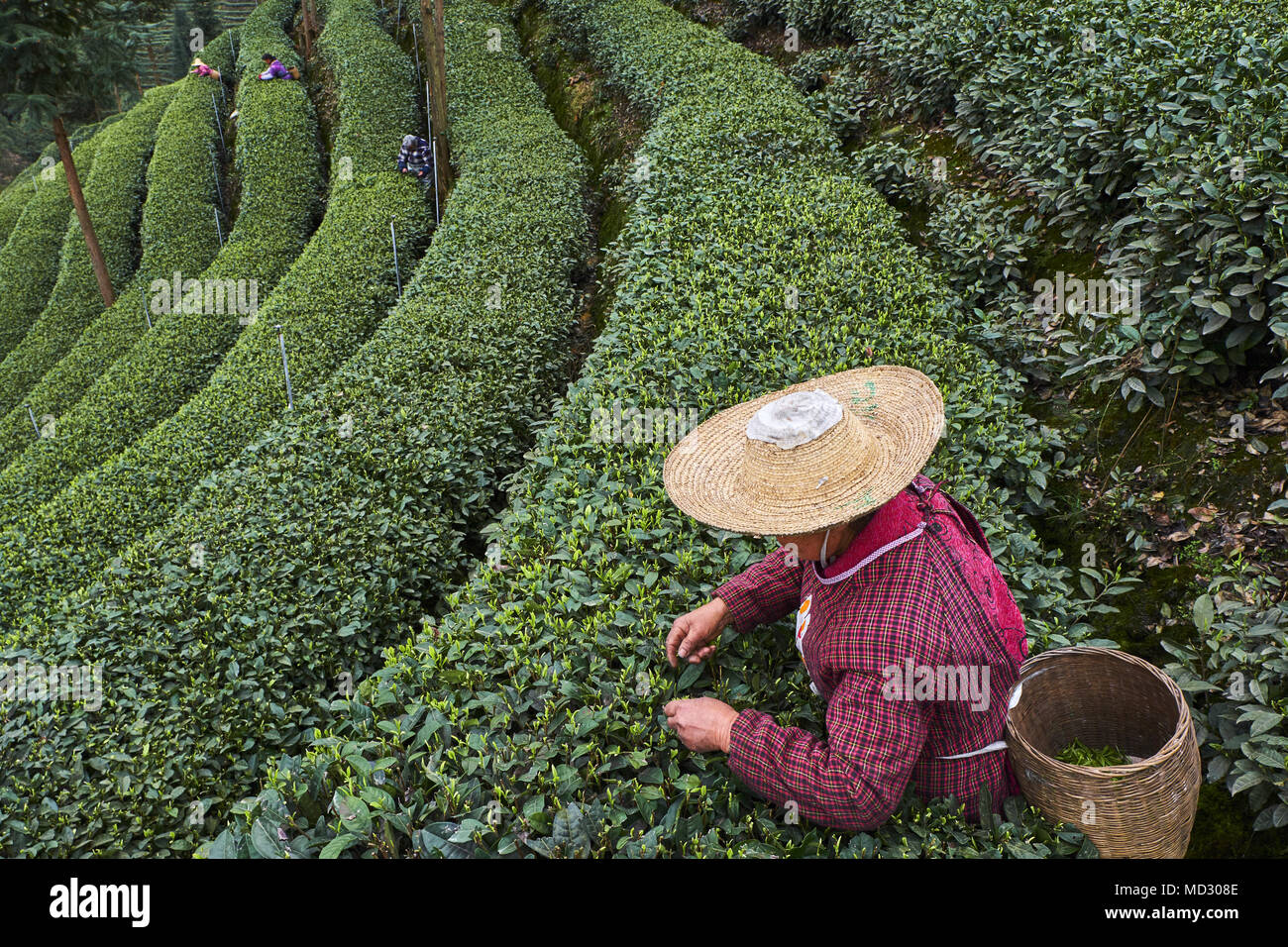 China, Sichuan province, Mingshan, statue of Wu Lizhen, tea garden, tea ...