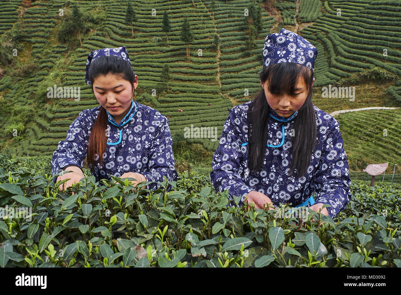 China, Sichuan province, Mingshan, statue of Wu Lizhen, tea garden, tea ...
