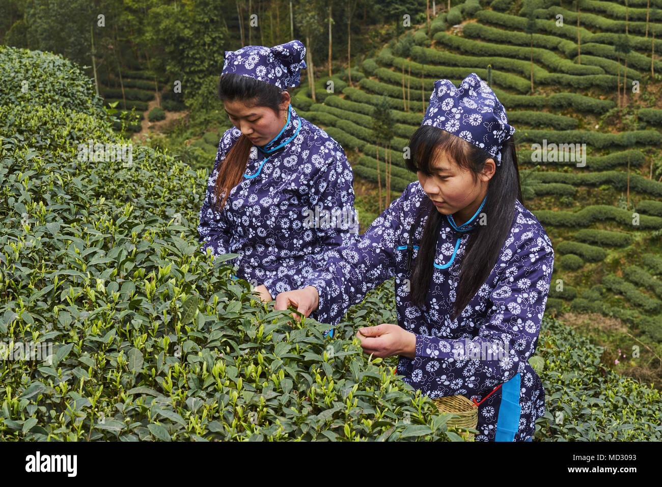 China, Sichuan province, Mingshan, statue of Wu Lizhen, tea garden, tea ...