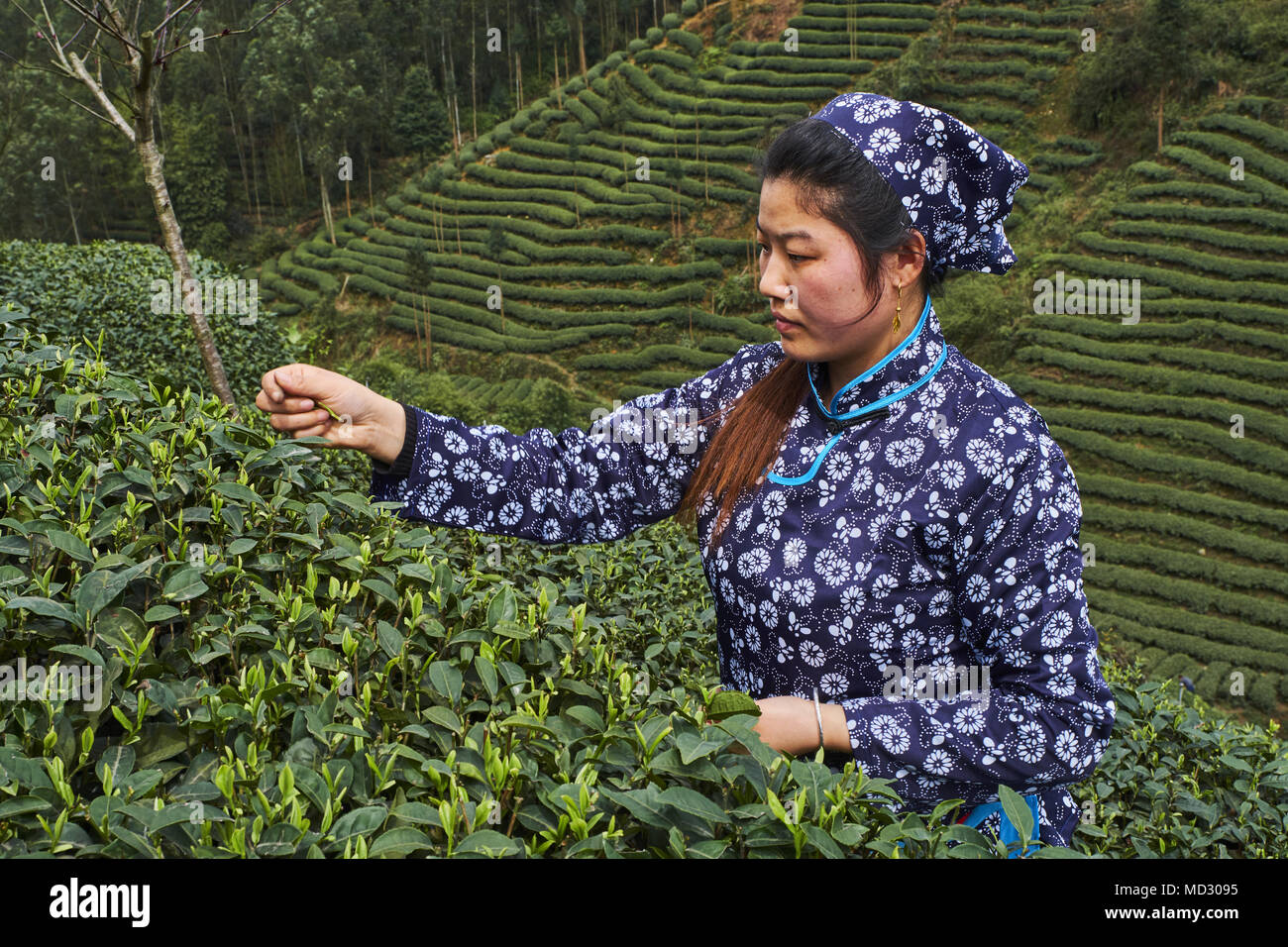 China, Sichuan province, Mingshan, statue of Wu Lizhen, tea garden, tea ...
