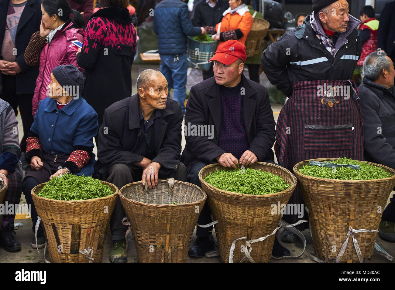 China, Sichuan province, Emei, fresh tea market, the pickers sale the ...