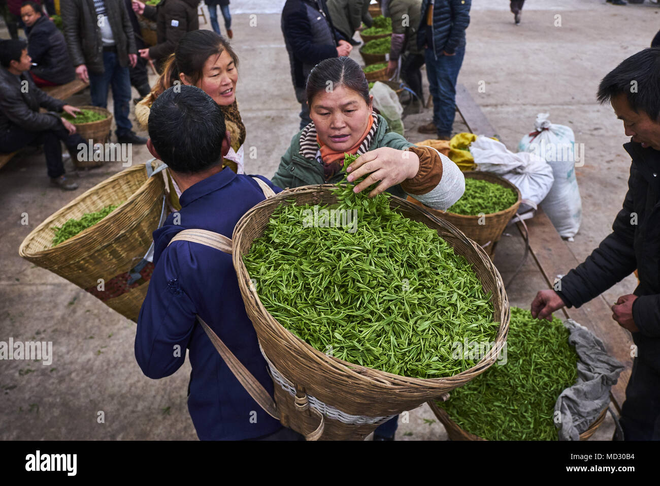 China, Sichuan province, Emei, fresh tea market, the pickers sale the ...