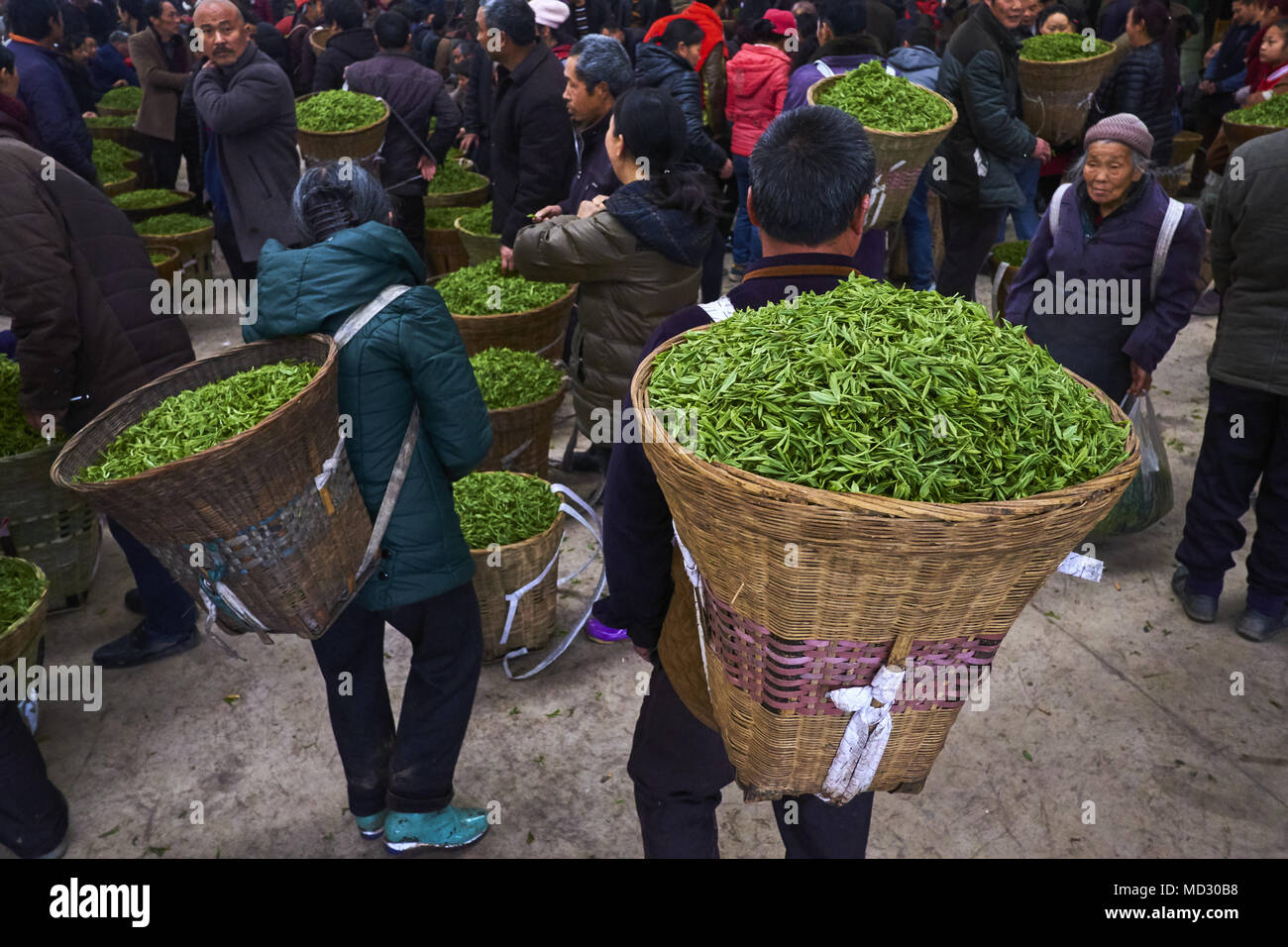 China, Sichuan province, Emei, fresh tea market, the pickers sale the ...