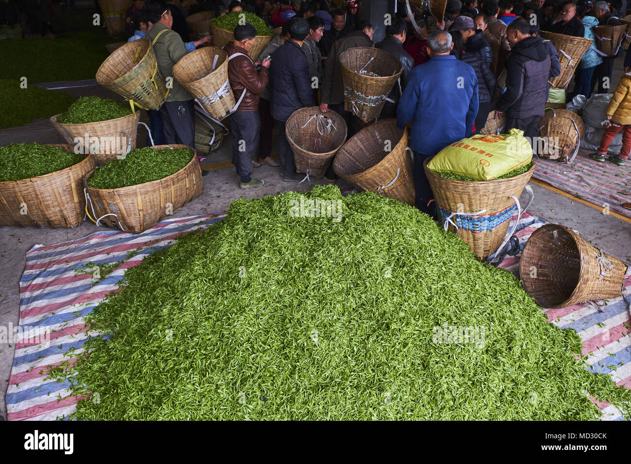 China, Sichuan province, Emei, fresh tea market, the pickers sale the ...