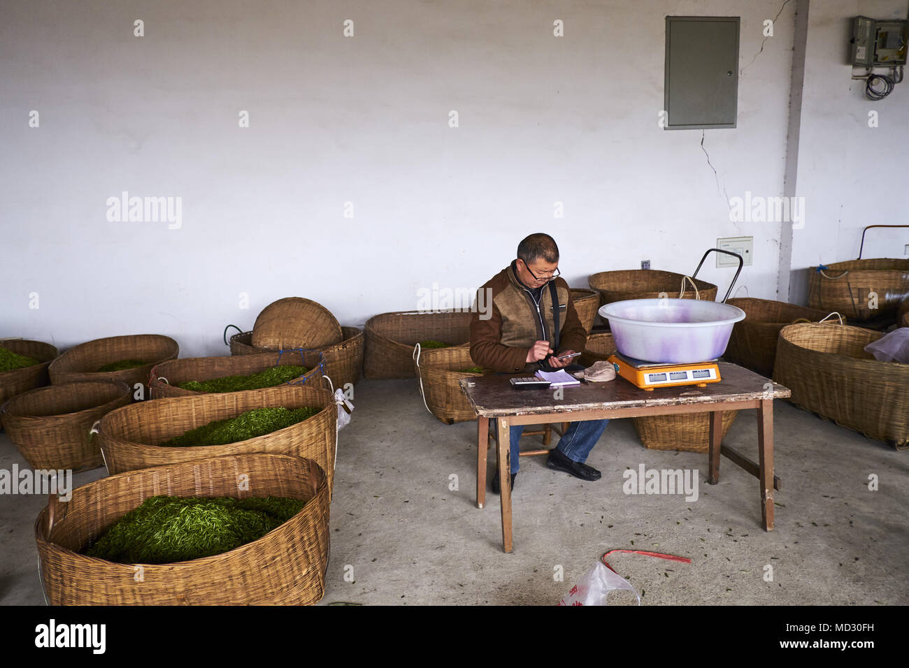 China, Sichuan province, Emei, fresh tea market, the pickers sale the ...