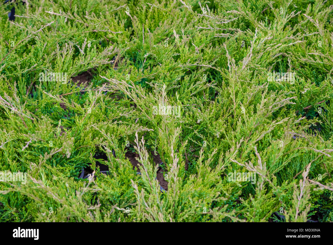 Thuja occidentalis background.Thuja occidentalis is an evergreen ...