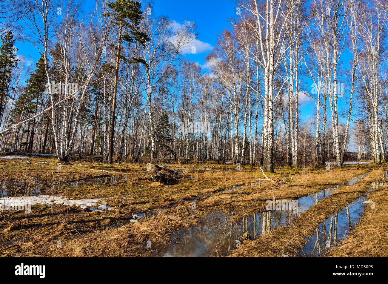 Early spring landscape at the adge of white birch forest with patch of ...