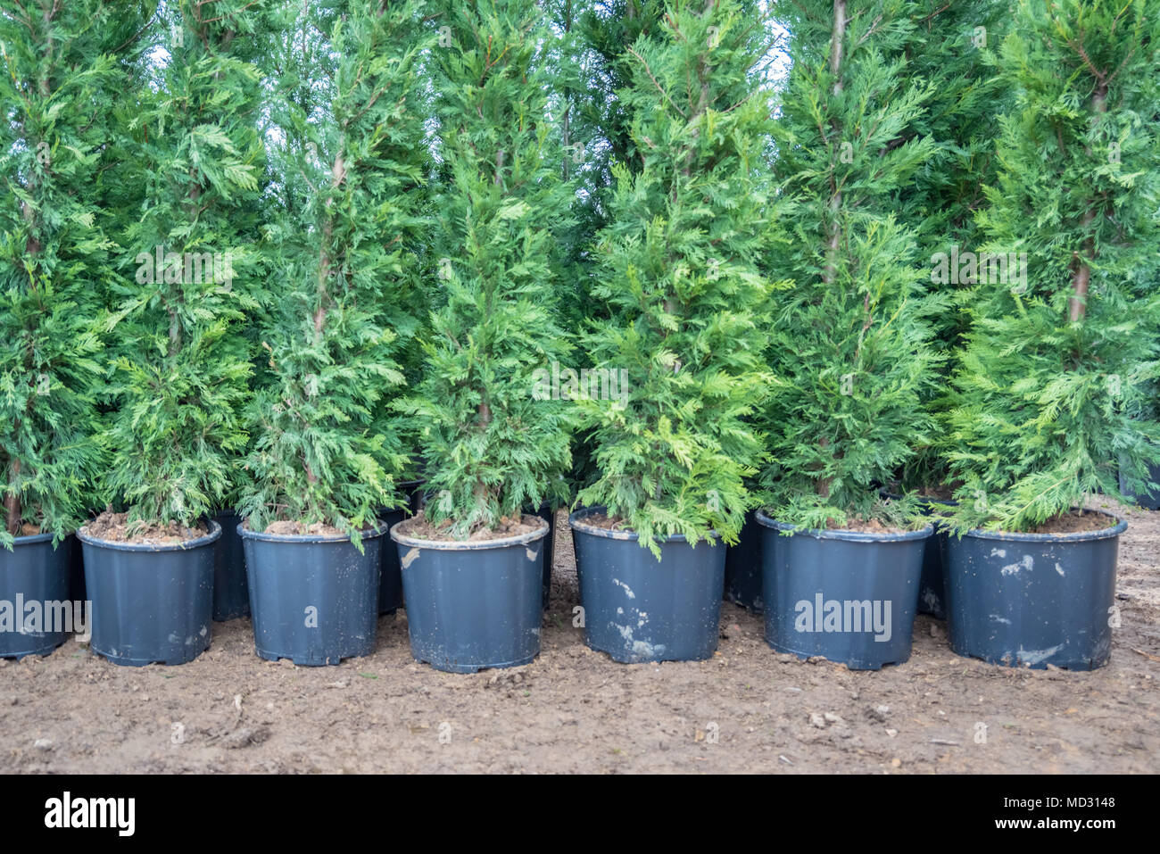 Many Green Hedge of Thuja Trees, or Green hedge of the Tui trees in ...