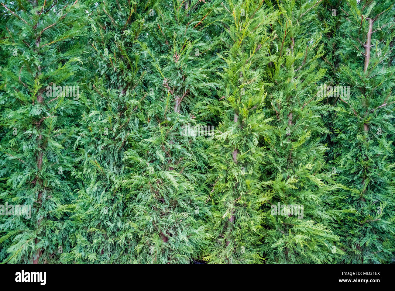 Thuja occidentalis background.Thuja occidentalis is an evergreen ...