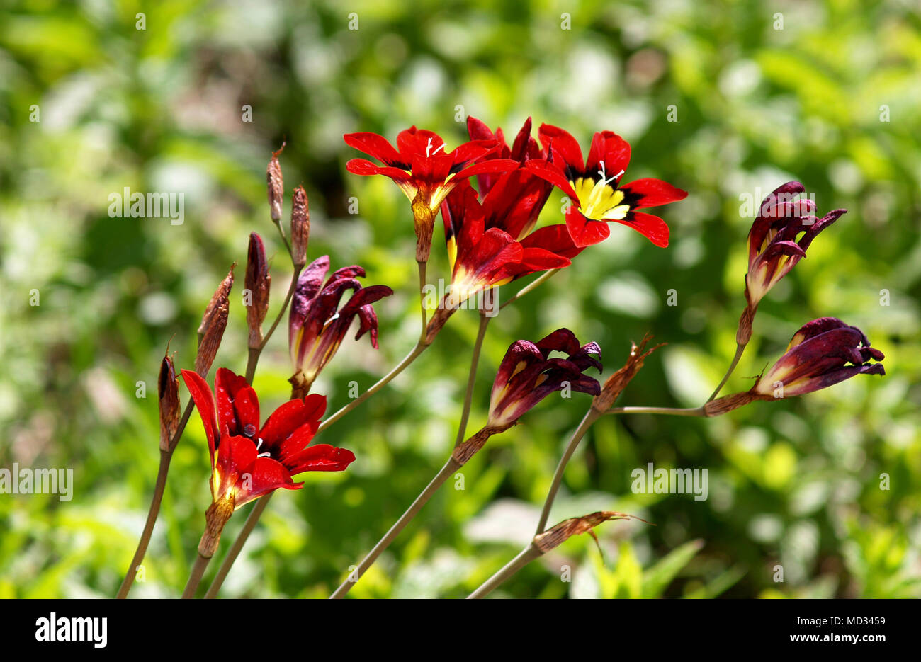Red sparaxis hi-res stock photography and images - Alamy