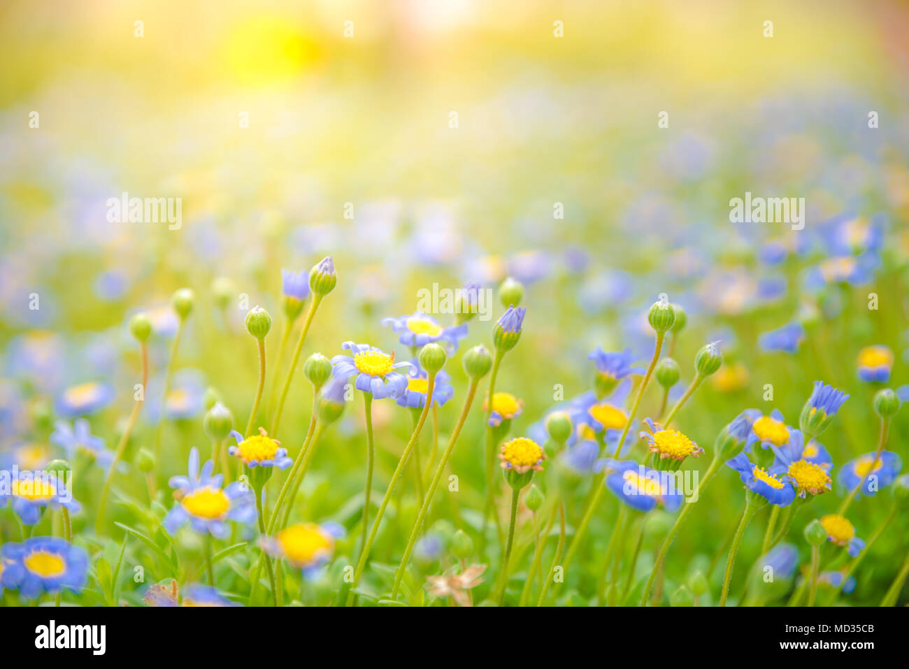 Top view of colorful small daisy flowers blooming in natural garden ...