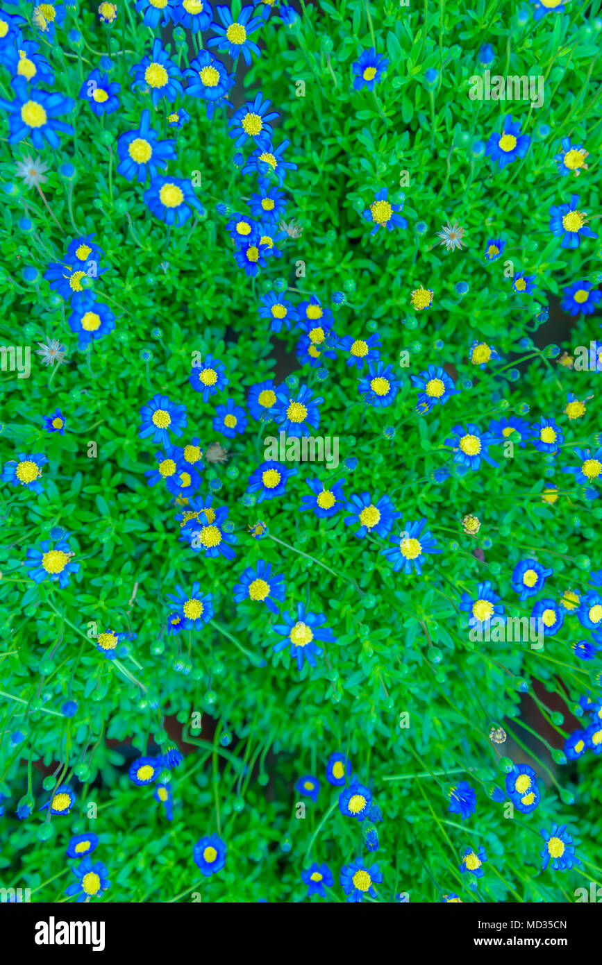 Top view of colorful small daisy flowers blooming in natural garden ...