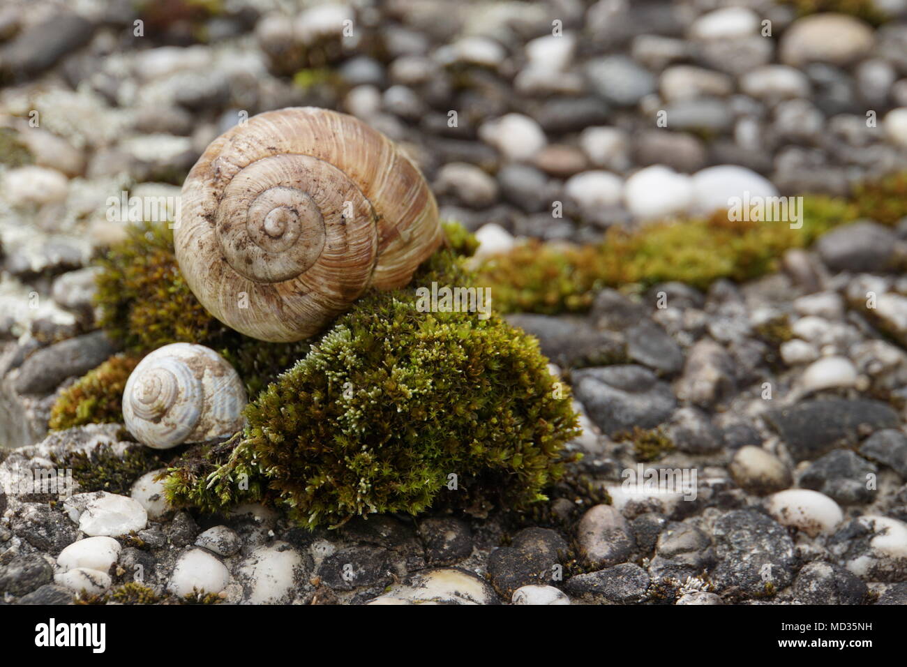 Close up garden snail shell hi-res stock photography and images - Alamy