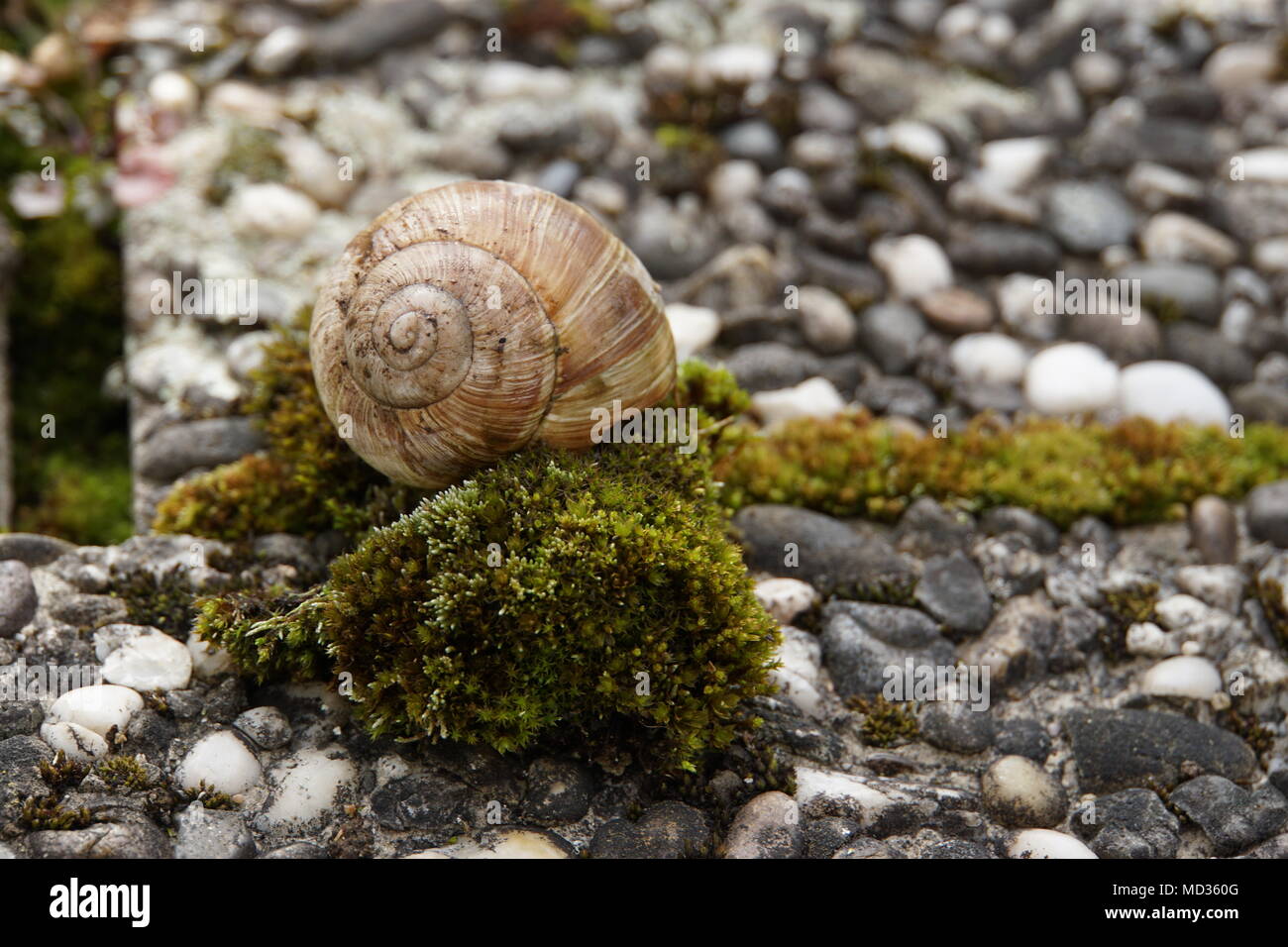 Old snail shell hi-res stock photography and images - Alamy