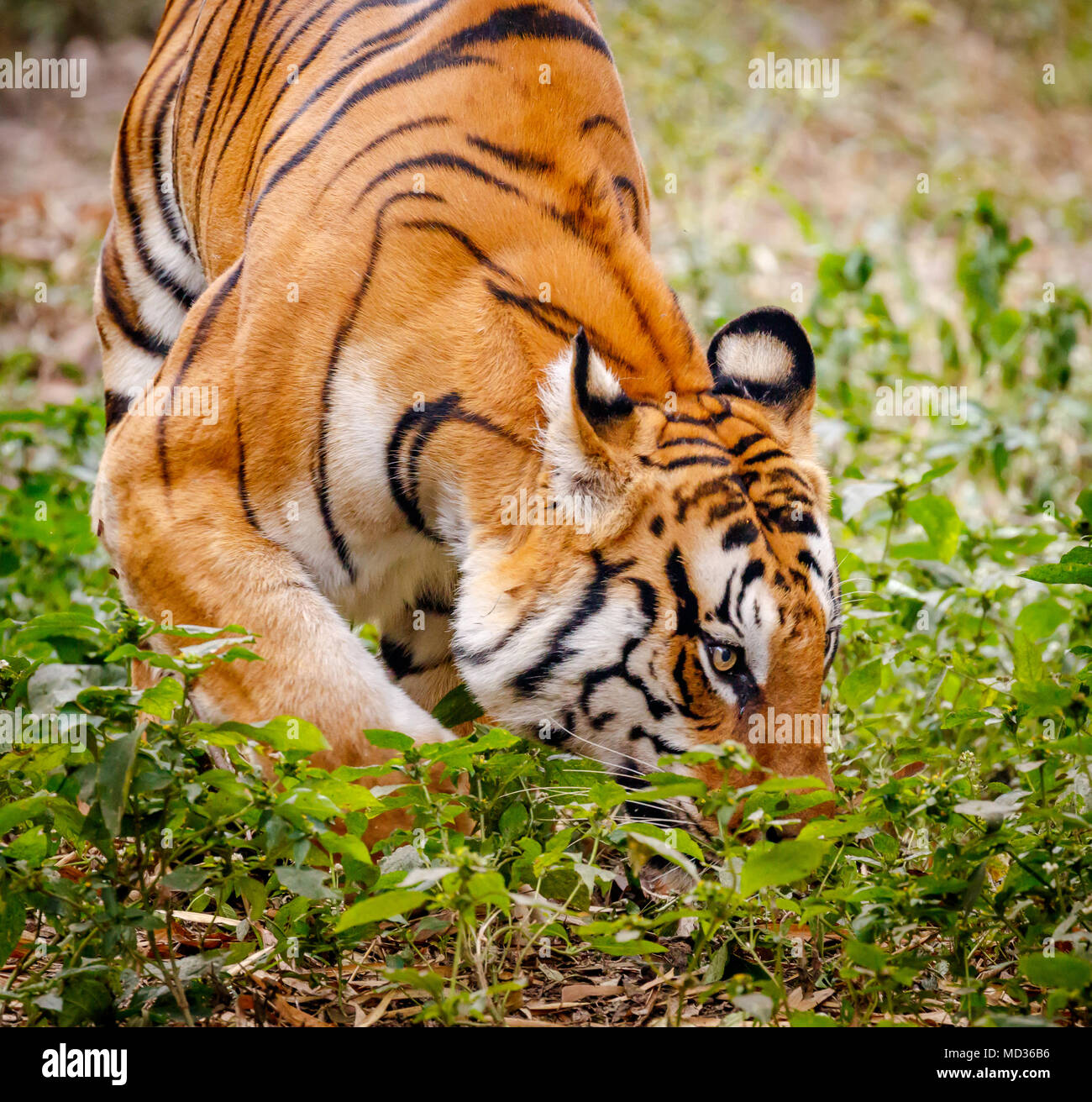 wild tiger in park Stock Photo - Alamy